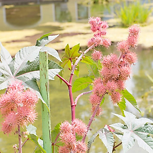 Outsidepride 15 Seeds Annual Ricinus Communis Castor Bean Bright Pink Flower Seeds for Planting