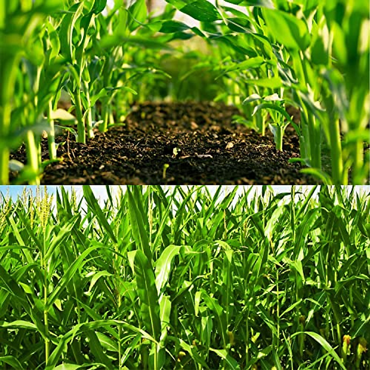 200 pcs "Peaches and Cream" Bi-Color Sweet Corn Seeds, Non GMO & Heirloom Seeds, Peaches & Cream Zea Mays Seeds