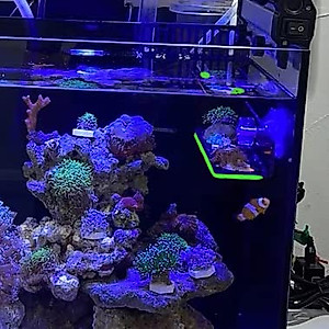 Fluorescent Green Coral Frag Holder Acrylic Coral Rack with Powerful Double Suction Cup Placstic Screws Suitable for Household Fish Tanks (3 Plug Holes)