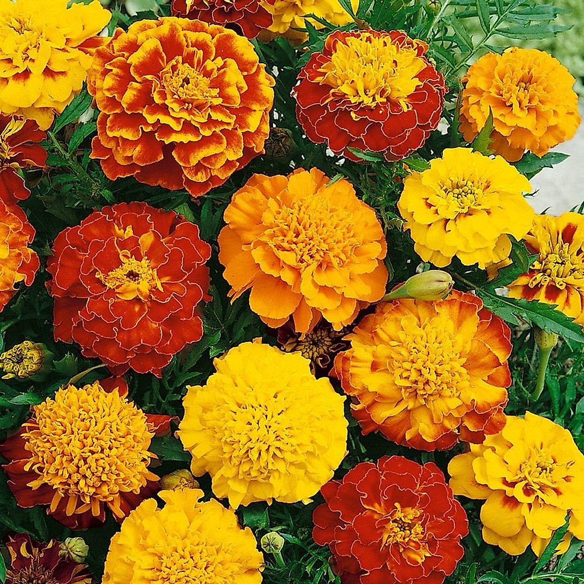 2500 Mix French Marigold Seeds - AKA. Tagetes Patula Garden Flower Seed Mix | Red, Yellow, Orange French Marigold Seeds for Planting Annual. Dainty Marietta, Petite French, Sparky French, and More