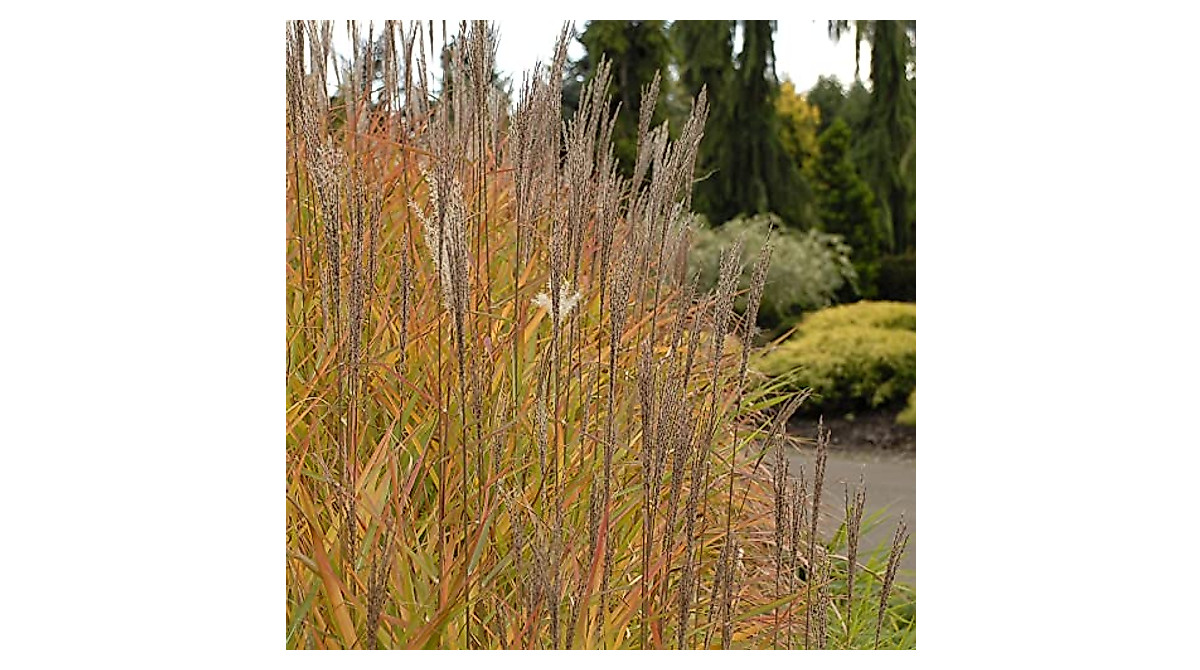 Buy Silver Maiden Grass Seeds | Hardy Ornamental Grass for Gardens