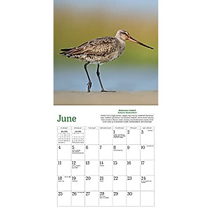 Audubon Little Shorebirds Mini Wall Calendar 2023: A Tribute to the Diversity of Shorebirds and the Fragile Ecosystems they Inhabit