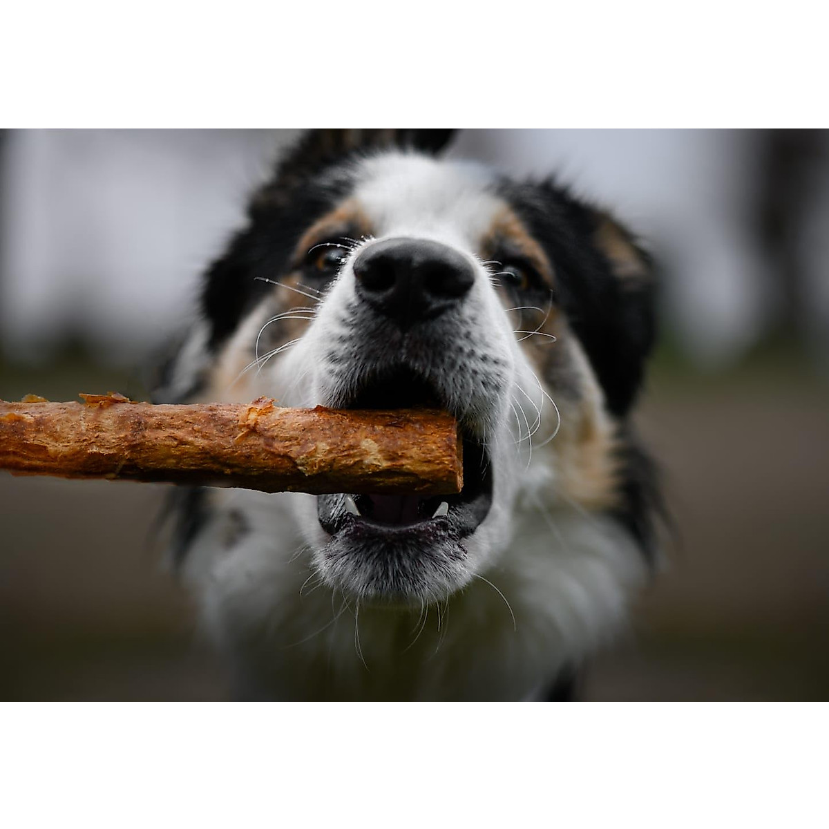 Fieldcrest Farms Nothing to Hide Natural Rawhide Alternative Large 10'' Rolls for Dogs - 3 Pack (6 Chews) Premium Grade Easily Digestible Chews - Great for Dental Health (Beef)