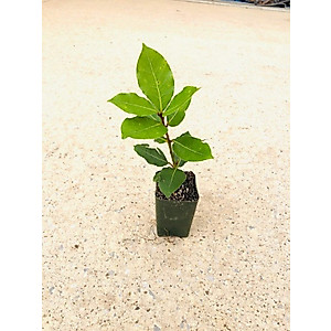 Swẹẹt Bay Leaf Plạnt Lịvẹ – Bay Laurel Trẹẹ – 4 to 6 Inches in Height