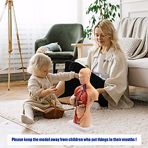 Human Body Model Removable Anatomy Model Teaching Medical Education 15 Parts Human Torso Organs Model