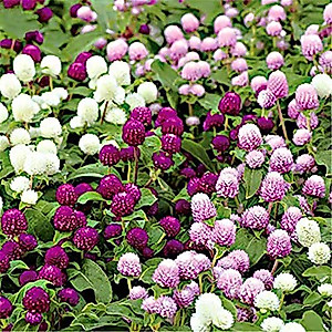 MOKALALA 20 Pcs Mixing Gomphrena Seeds | Non-GMO | Gomphrena globosa Seeds for Planting Home Garden