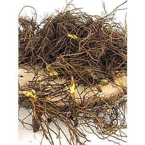 Goldenseal Plant Bare Roots Perennial for Planting - 12 Roots Planting Growing Outdoor Indoor Perennial Ornaments Can Grow Pots Gift Garden