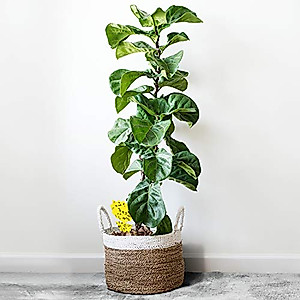 15 pcs Gnat Traps for House Indoor, Fungus Gnat Sticky Traps for Plants, Sticky Traps for Gnats - Plant Sticky Traps for Bugs, Sticky Fly Traps for Plants Trap Fungus Gnat, Fruit Fly and Other Insects