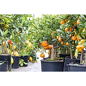 GARDENERA Citrus Tree Potting Soil Mix, Special Blend for Indoor Oranges, Lemons, Limes and More - (1 Quart Bag)