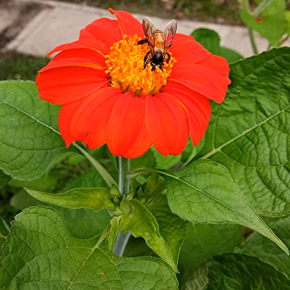 Outsidepride Tithonia Speciosa Red Mexican Sunflower Garden Cut Flowers - 2000 Seeds