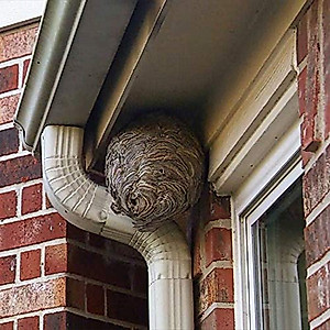 Hot Shot Wasp & Hornet Killer Spray, For Insects Eliminates The Nest, Sprays Up Tp 27 Feet, 14 fl Ounce