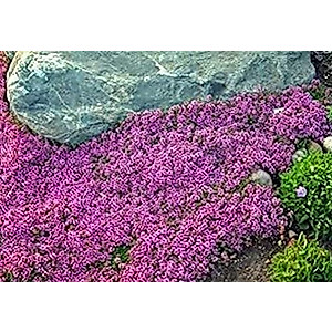 KVITER Solution Creeping Thyme 6000+ Seeds-Walk on Me,Thymus Serpyllum Herb Flower Hardy Ground Cover Seeds, Elfin Thyme Perennial Fragrant Flowers Planting