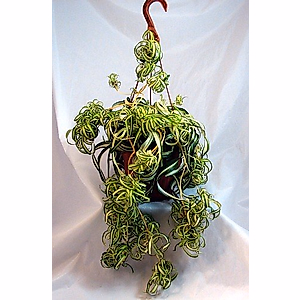 Bonnie Curly Spider Plant - Easy - Cleans the Air - 4" Pot - Grown by Hirt's Gardens