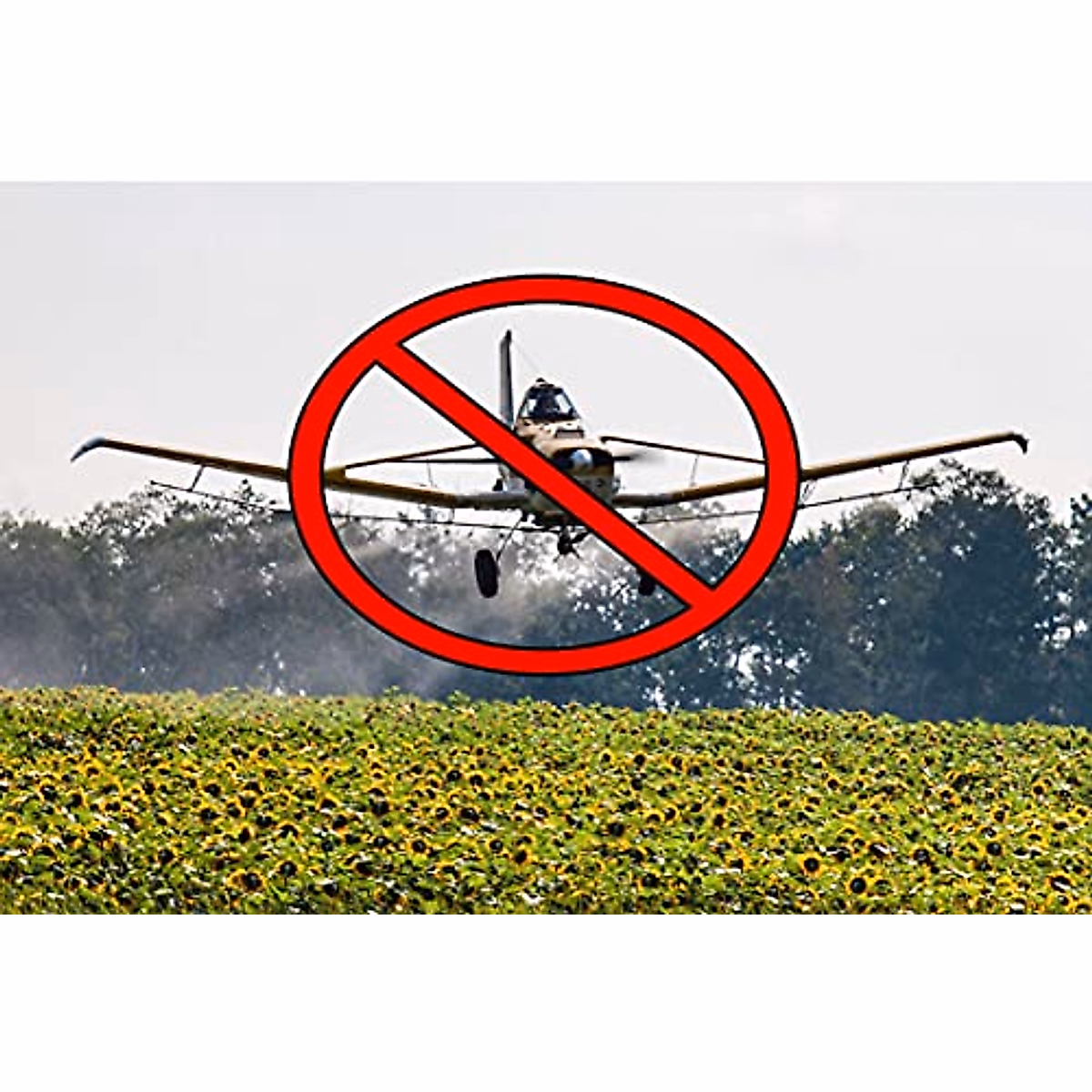 Prairie Melody(TM) Premium Black Oil Sunflower Bird Seed, Pesticide Free, 12-Pound Bag