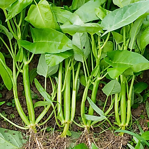 1200+ Kong Xin CAI Vegetable Seeds Water Spinach Kangkong Delicious Vegetable Seeds for Green Leaf Planting Garden Non-GMO Choy Ong Seed