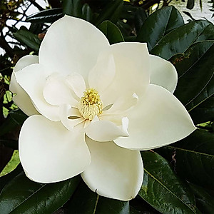 QAUZUY GARDEN 10 Premium Southern Magnolia Grandiflora (Big Laurel) Bull Bay Seeds for Planting | Fragrant Perennial Evergreen Tree Attract Pollinators Striking Accent Privacy Screen