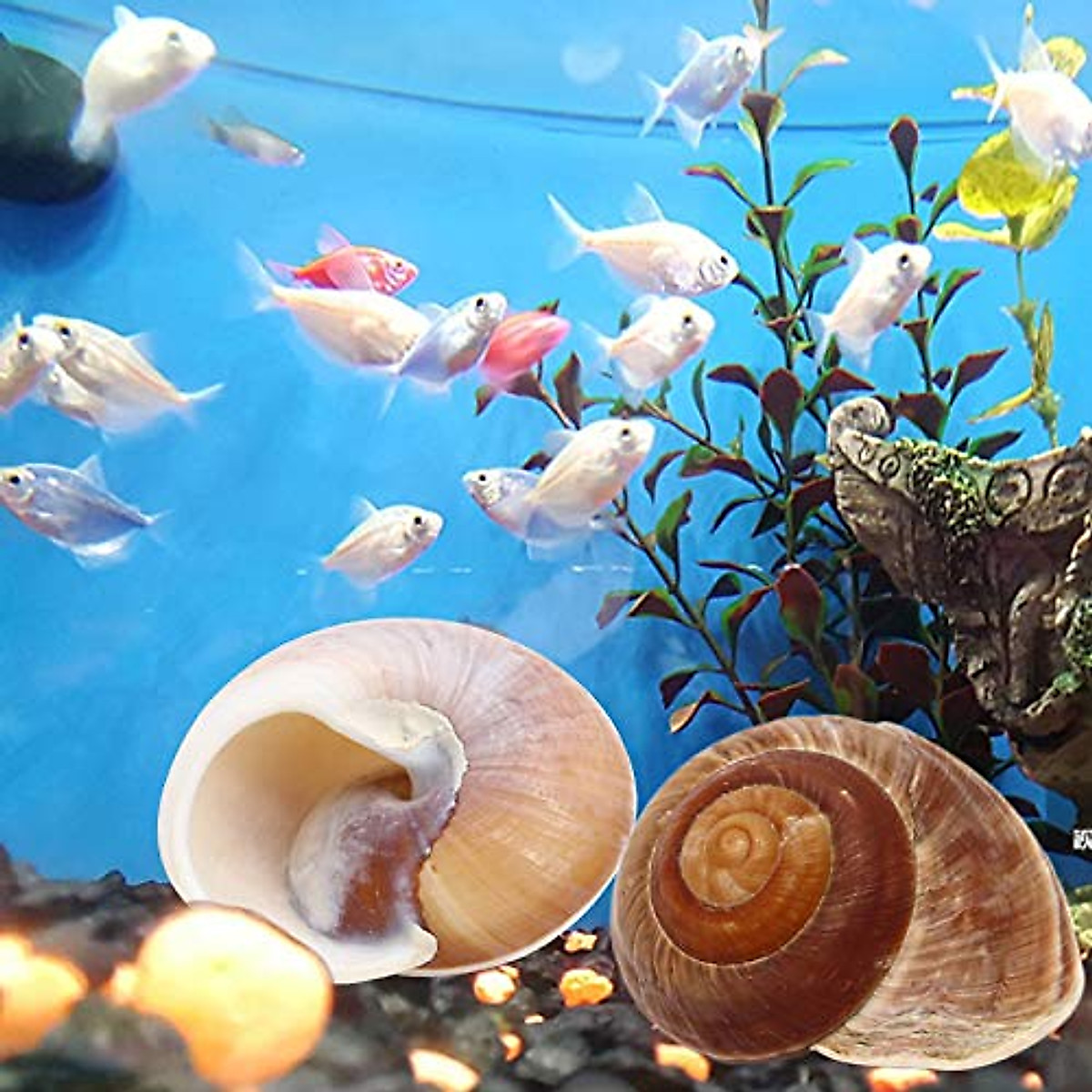 4 Pack Large Hermit Crab Shells, Muffin Snail Shells | Turbo Shells | Giant Land Snail Shells | Hermit Crab House for Fish Tank Aquarium Decoration Beach Home Decor Wedding Centerpieces, 2.75"-3"