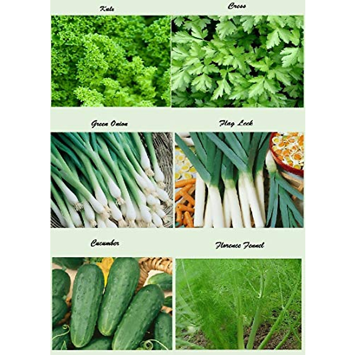 Set of 20 Assorted Organic Vegetable Seeds & Herb Seeds for Planting 20 Varieties Create a Deluxe Garden All Seeds are Heirloom, 100% Non-GMO Lettuce Seeds, Sweet & Hot Pepper Seeds, Green Onion Seeds