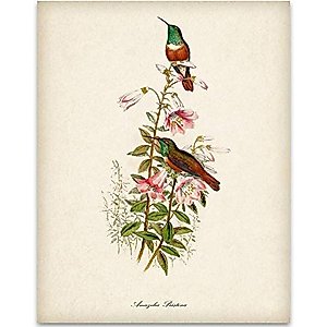 Vintage Two Hummingbirds Illustration - 11x14 Unframed Art Print Poster - Great Home Humming Bird Decor and a Great Gift Under $15 for Bird Watchers