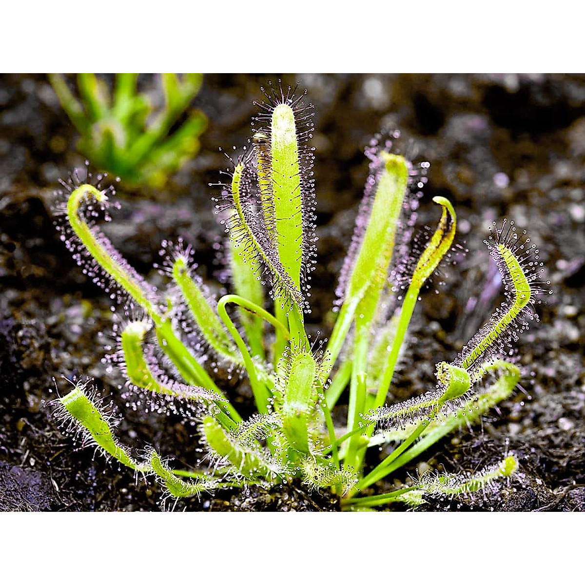 Carnivorous Plant Soil Mix, 1 QT Small Size Bag for Repotting, All Natural Ingredients Great for Venus, Sundews, and Pitcher Plants