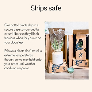 Greendigs Lemon Lime Dracaena Plant in White Ceramic Fluted 5-Inch Pot - Houseplant Pre-Potted with Premium Soil