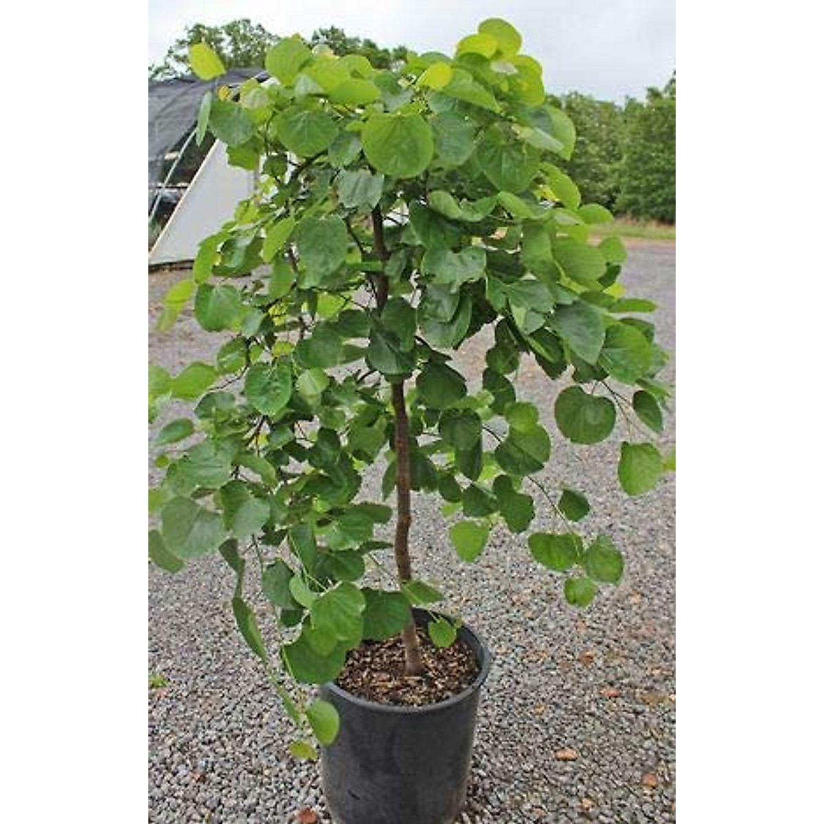 1105-Eastern Redbud Tree (Cercis Canadensis ‎) Seeds by Robsrareandgiantseeds UPC0764425786986 Non-GMO,Organic,USA-Grower,Bonsai, 1105 Package of 25 Seeds