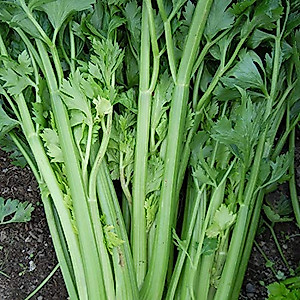 2,000 Utah 52-70 Celery Seeds for Planting Heirloom Non GMO 1 Gram of Seeds Garden Vegetable Bulk Survival Hominy