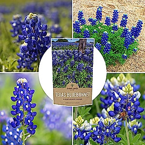 Texas Bluebonnet Wildflower Seeds - Bulk 1/4 Pound Bag - Over 4,000 Native Seeds - Texas State Flower!