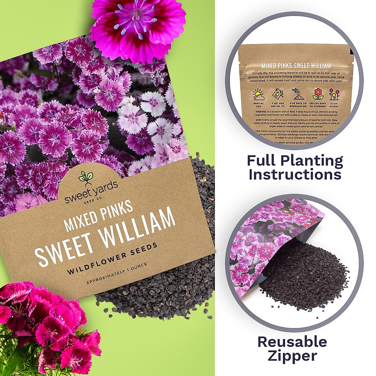 Sweet William Seeds – Mixed Colors – Extra Large Packet – Over 30,000 Open Pollinated Non-GMO Flower Seeds – Dianthus barbatus