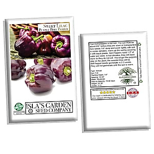 Sweet Lilac Purple Bell Pepper Seeds for Planting, 50+ Heirloom Seeds Per Packet, (Isla's Garden Seeds), Non GMO Seeds, Scientific Name: Capsicum annuum, Great Home Garden Gift