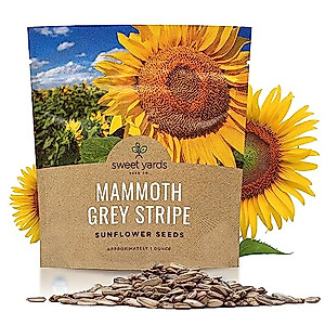 Mammoth Grey Stripe Sunflower Seeds for Planting – Extra Large Packet – Over 250 Open Pollinated Non-GMO Seeds – Helianthus annus
