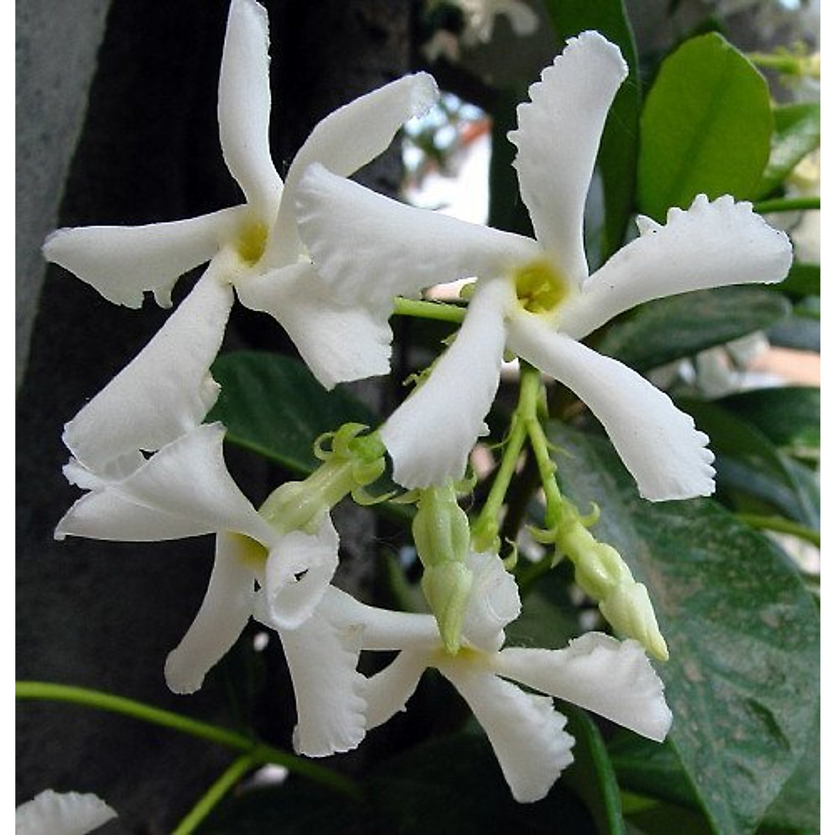 Confederate Star Jasmine Plant - 6" Pot - Extremely Fragrant Vine