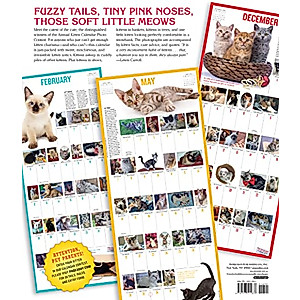 365 Kittens-A-Year Picture-A-Day Wall Calendar 2023: Absolutely Spilling Over With Kittens