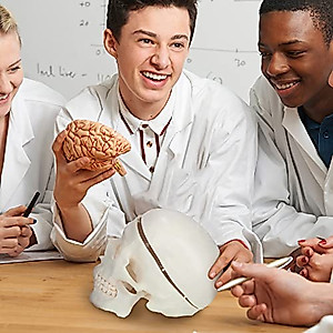 Houseables Disarticulated Human Skeleton, Full Unassembled Anatomical Model, Life Sized, 62” Height, Plastic, w/Poster, Skull, Bones, Articulated Hand & Foot, Study of Skeletal System, Educational