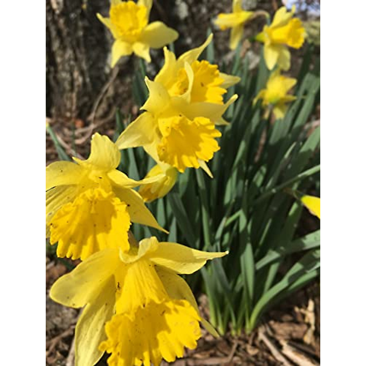 Dutch Master Daffodil 50 Bulbs -Deer & Rodent Resistant - 14/16 cm Bulbs