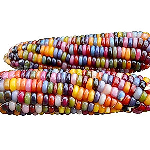 100+ Glass Gem Corn Seeds Non-GMO Popcorn Delicious Jewel-Toned, Glass-Like Kernels, Grown in USA. Rare! Ornamental and Edible! HARLEY SEEDS