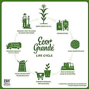 4.25 in. Eco+Grande, Blue My Mind® Dwarf Morning Glory (Evolvulus) Live Plant, Blue Flowers