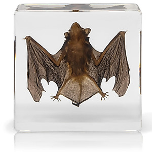 Bat Specimen- Real Bat Specimen, Encased Animal Specimen for Science Classrooms or Gifts, by American Heritage Industries