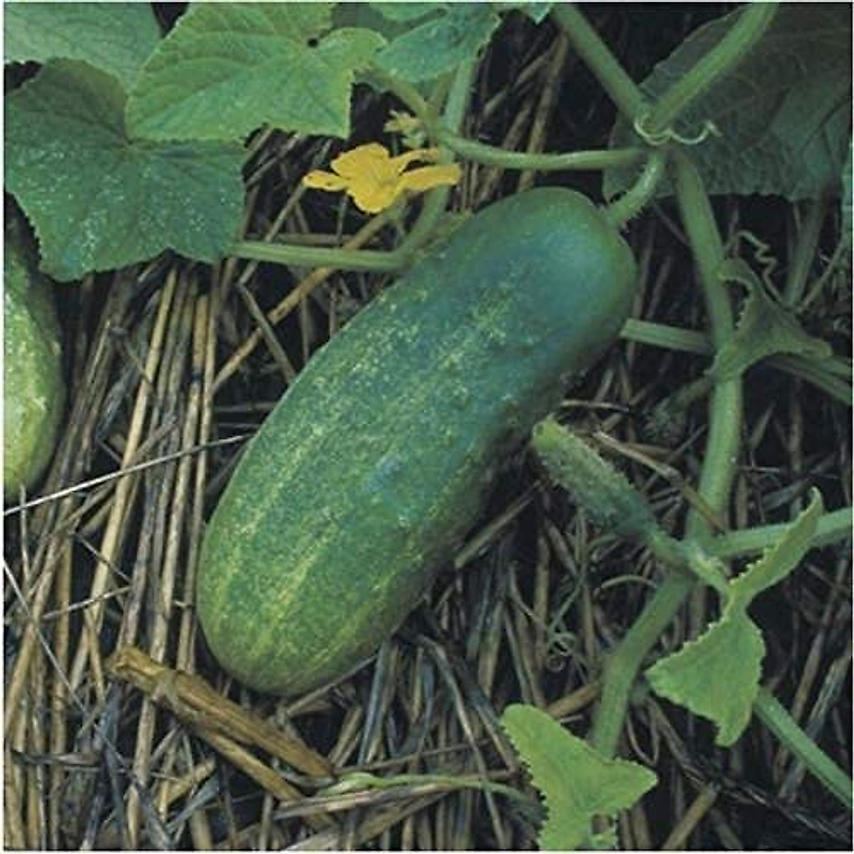 Bush Pickle Cucumber Seeds Hybrid F1 - Great for Container or Small Gardens(25 - Seeds)