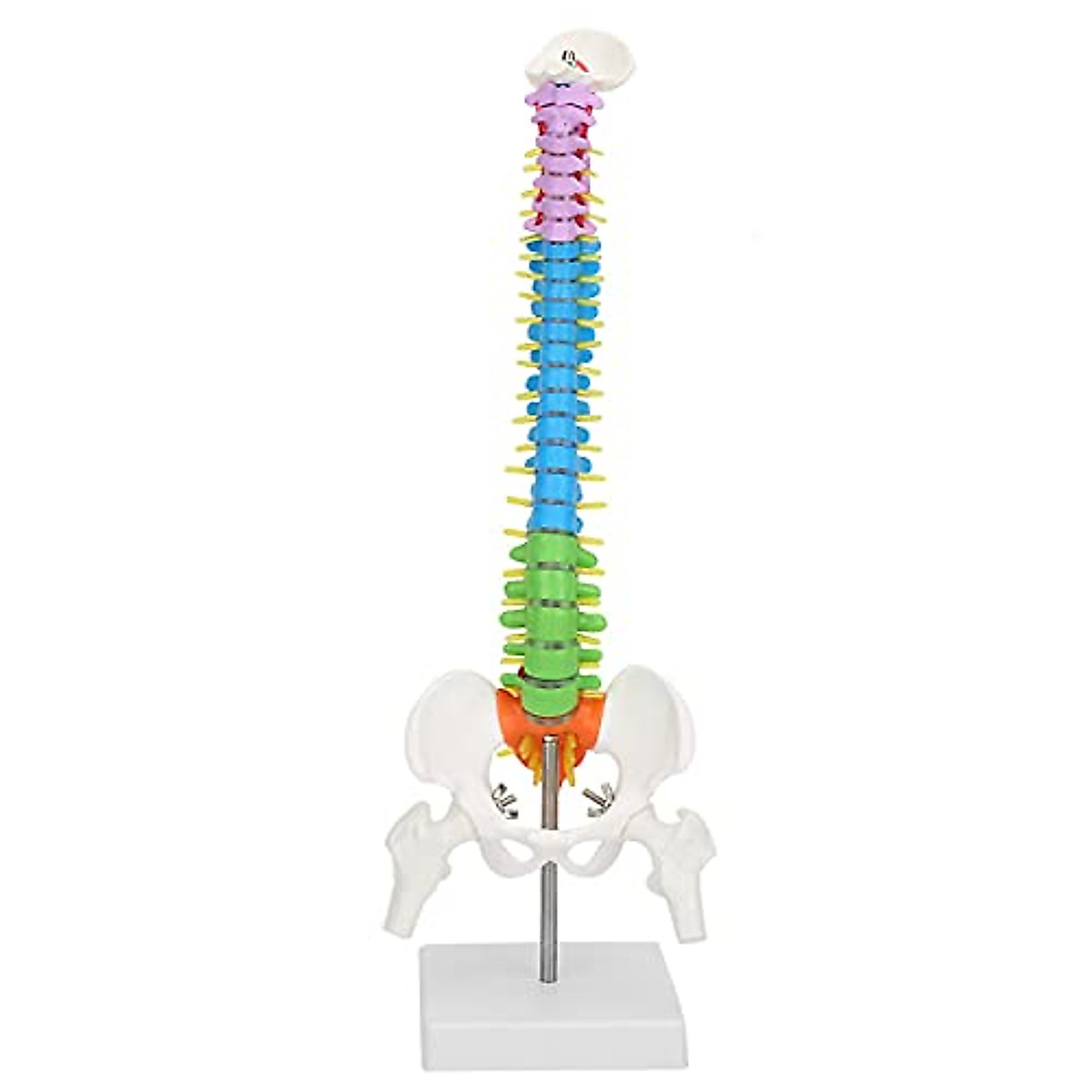 Human Spine Model Colored Flexible Scientific Anatomical Human Skeleton Spine Model Anatomy Model Including Spine Nerve Roots Vertebral Artery Transverse Spine Femur 45cm/17.7in