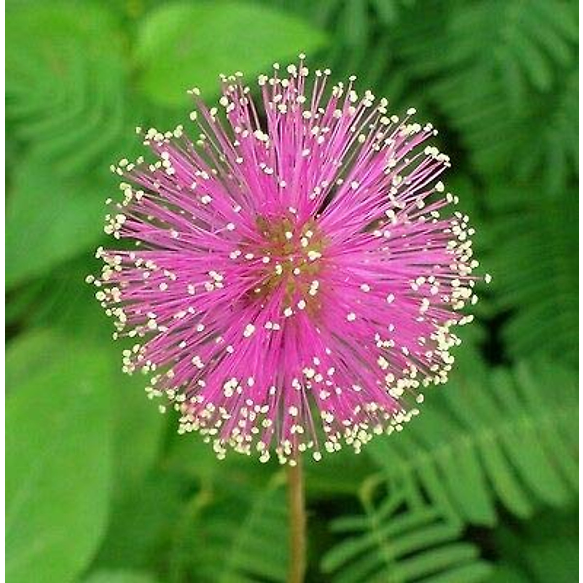 NIKA SEEDS - Flowers Sensitive Plant Pink (Mimosa) - 25 Seeds