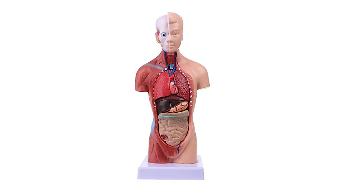 Human Torso Model for Anatomy Education