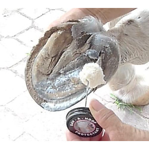 SAV-A-HOOF PROTECTANT by SBS Equine , Dual-Action Hoof Conditioner, Antiseptic Barrier Against Infection, Repels Moisture & Contaminates, 7.5 fl. oz.