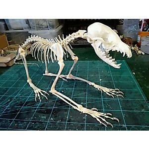 1Pcs Vulpes Vulpes Red Fox, Silver Fox, Cross Fox Skull Complete Animal Skeleton Specimen