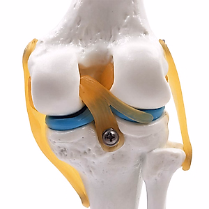 Knee Joint Simulation Model - Human 1:1 Size Medical Anatomy Flexible Knee Skeleton Teaching Mold for Science Classroom Study Display