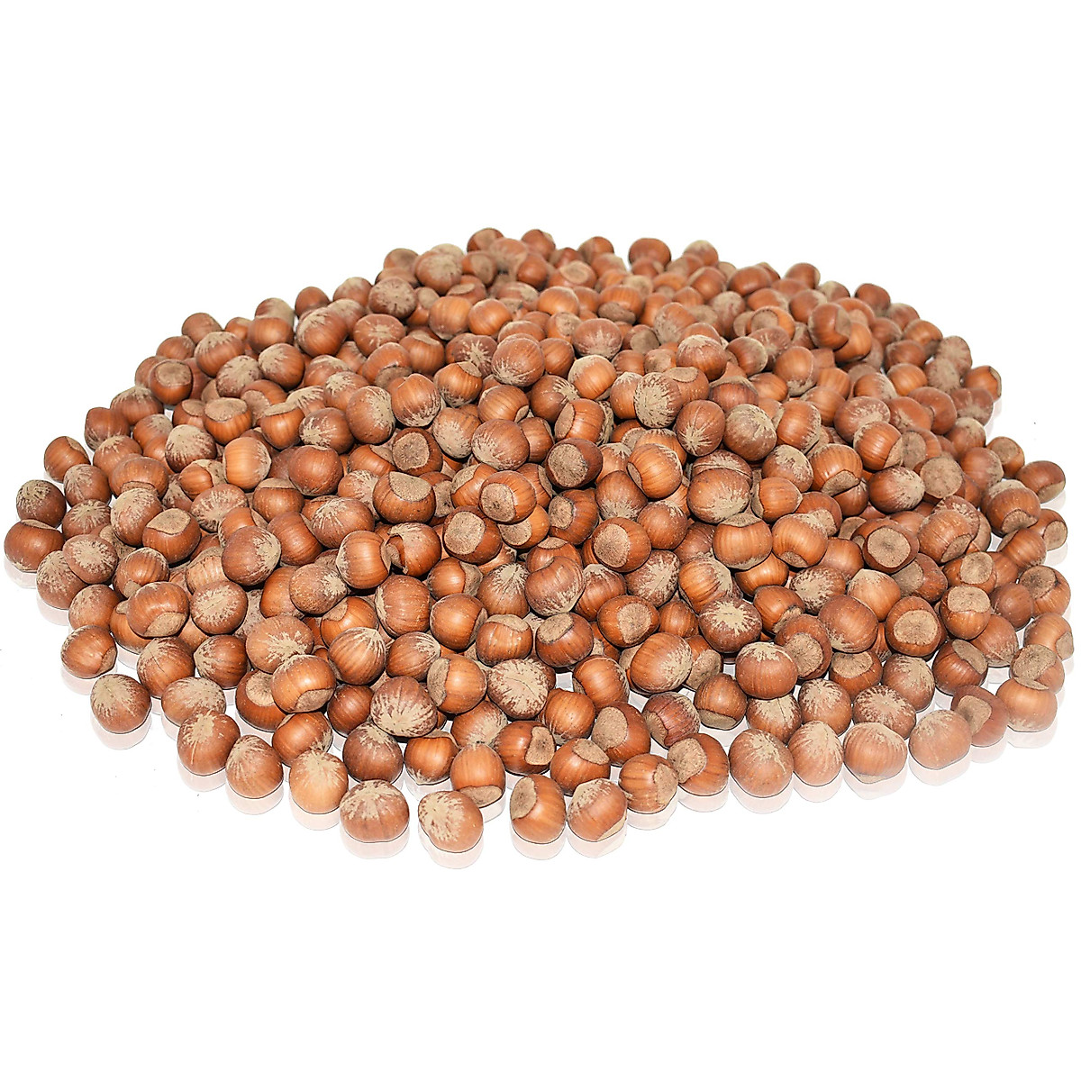 Anna and Sarah Large Oregon Hazelnuts in Shell, 5 Lbs