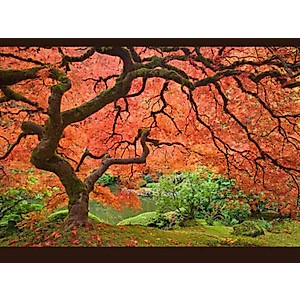 Carolina RED Scarlet Maple Tree Acer Rubrum jocad (25 Seeds)
