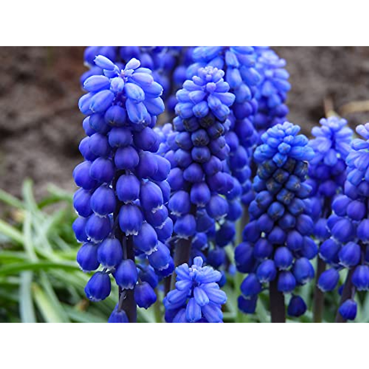Complete Spring Flower Garden | 50 Fresh Bulbs | Bloom All Spring and Summer, Easy to Grow Flower Bulb, Indoor/Outdoor - Ships from Iowa, USA