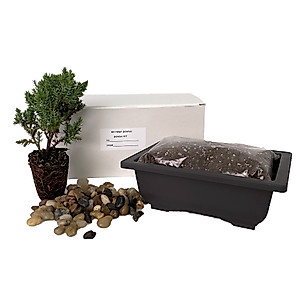My First Bonsai Tree Kit Plus Live Japanese Juniper Tree