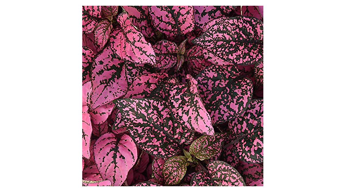 Hypoestes Splash Rose Polka Dot Plant Seeds for Shade Gardens | Easy to ...